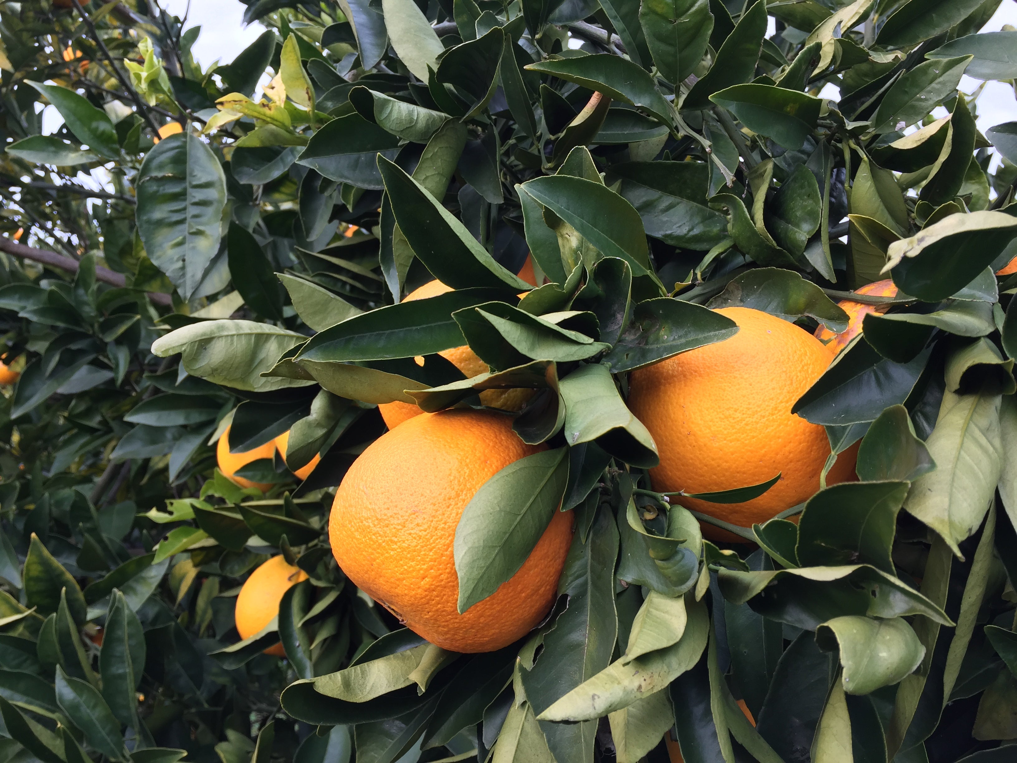 ARANCE DI RIBERA D.O.P. BIO varietà Washington Navel Grandi e Medie – D ...